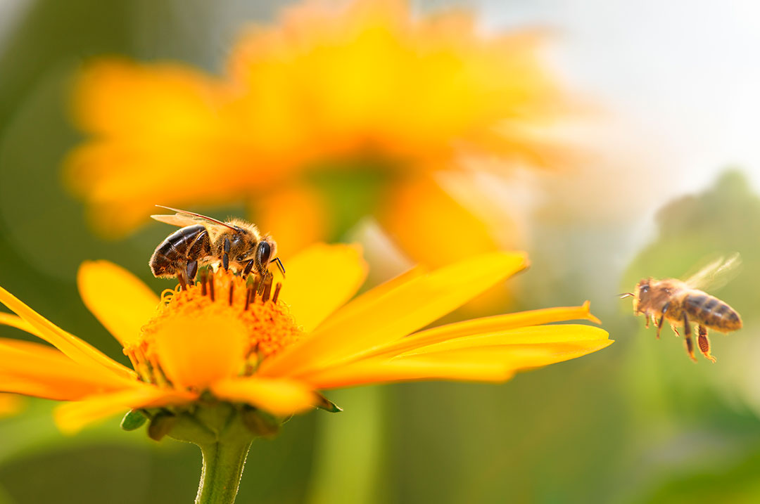 The Buzz About Bees - Nurturing Nature's Vital Workers – Garbags