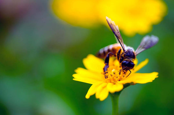 The Buzz about Bees – Garbags
